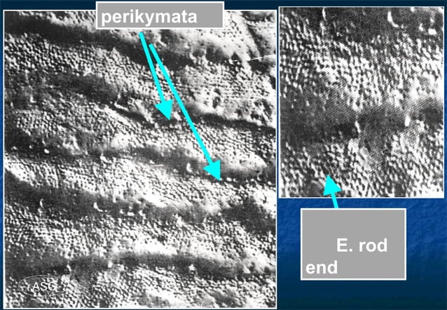 Postgrad. 2013 | PPT