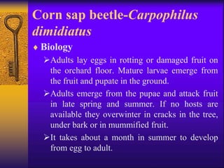 Post harvest cocoa pest | PPT