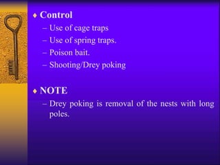 Post harvest cocoa pest | PPT
