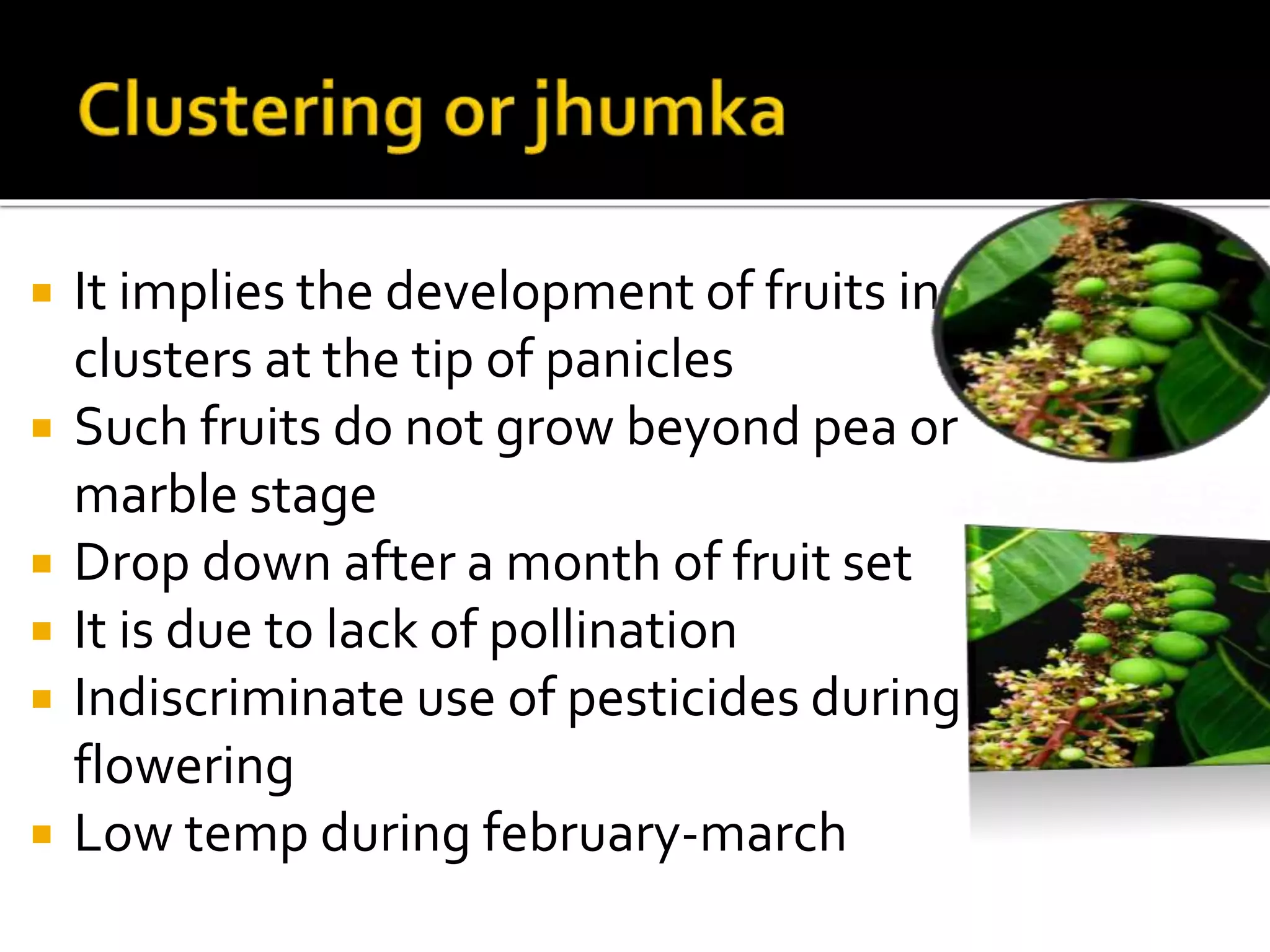 Postharvest diseases and disorders of mango | PPTX