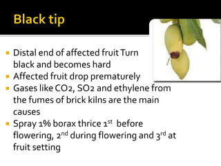 Postharvest diseases and disorders of mango | PPTX