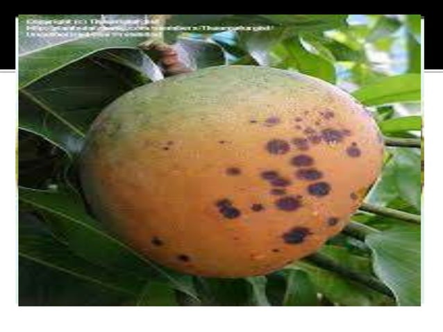 Postharvest diseases and disorders of mango | PPTX