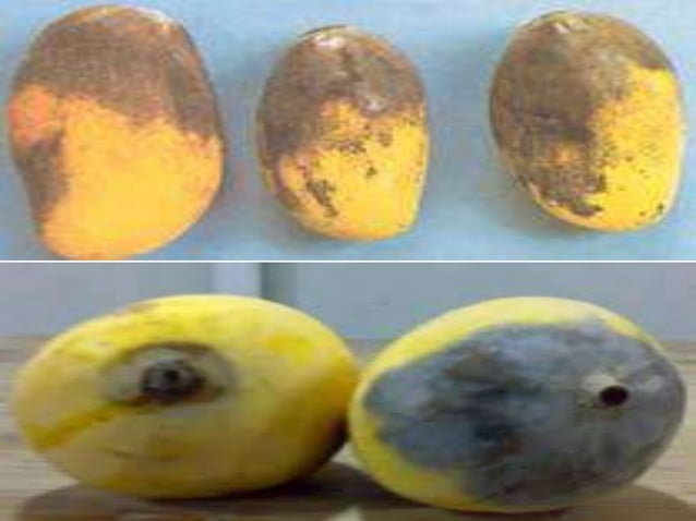 Postharvest diseases and disorders of mango | PPTX