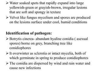 Post harvest diseases of chilli | PPTX