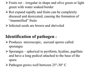 Post harvest diseases of chilli | PPTX