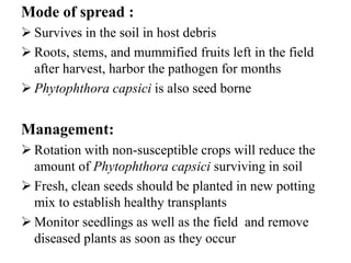 Post harvest diseases of chilli | PPTX