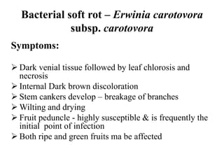 Post harvest diseases of chilli | PPTX
