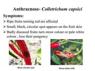 Post harvest diseases of chilli | PPTX