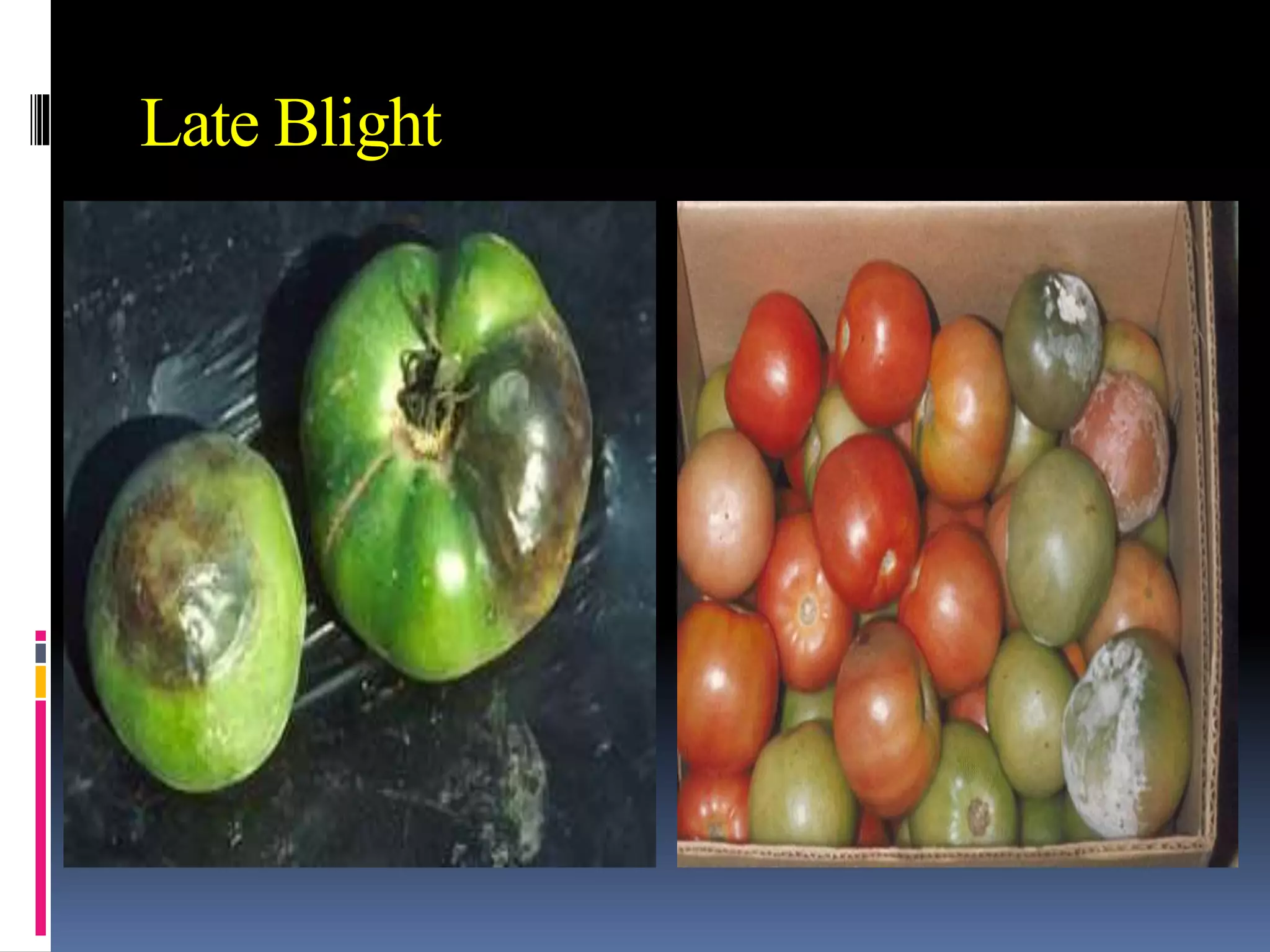 Post harvest diseases of vegetables | PPTX