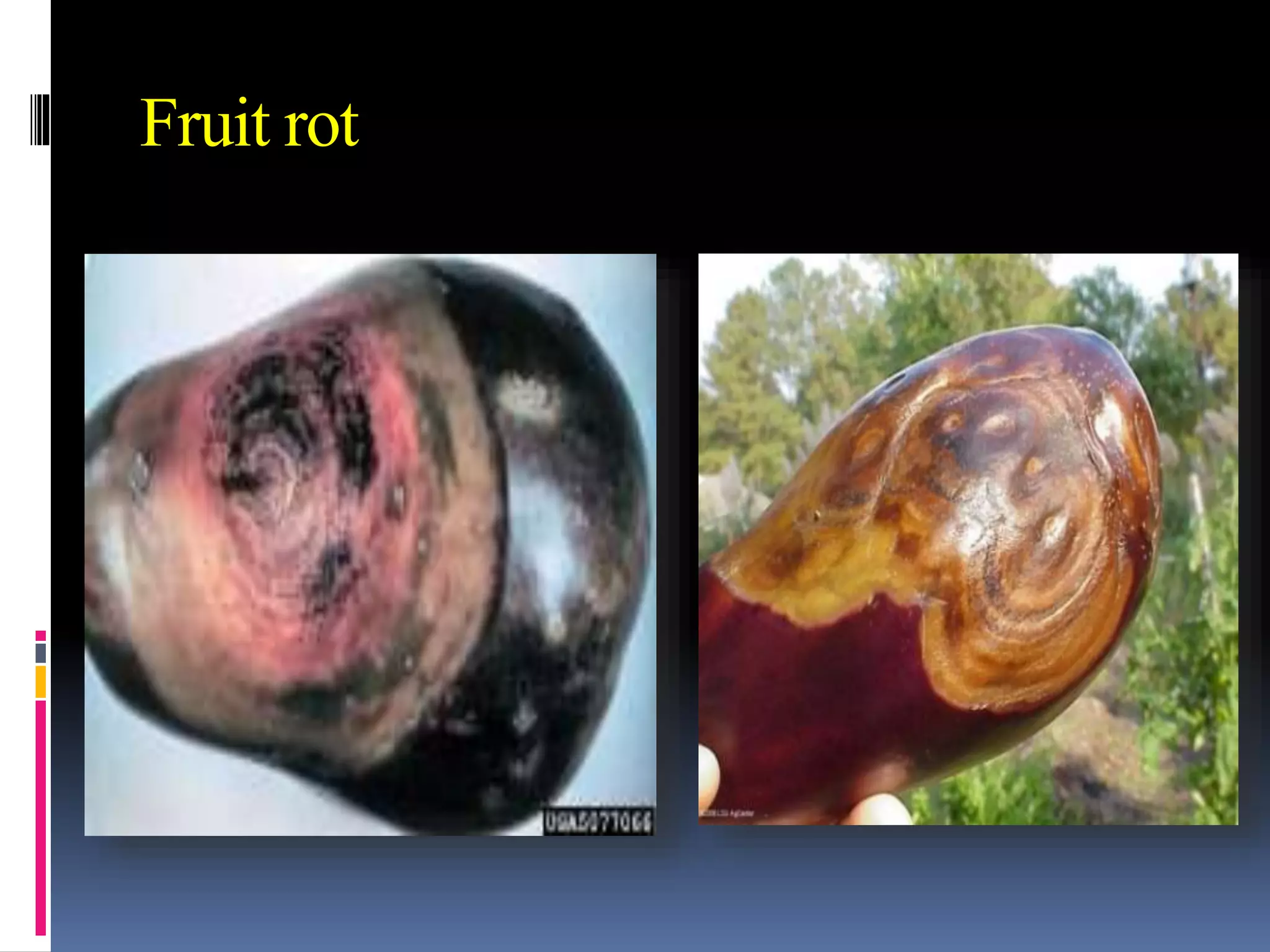 Post harvest diseases of vegetables | PPTX