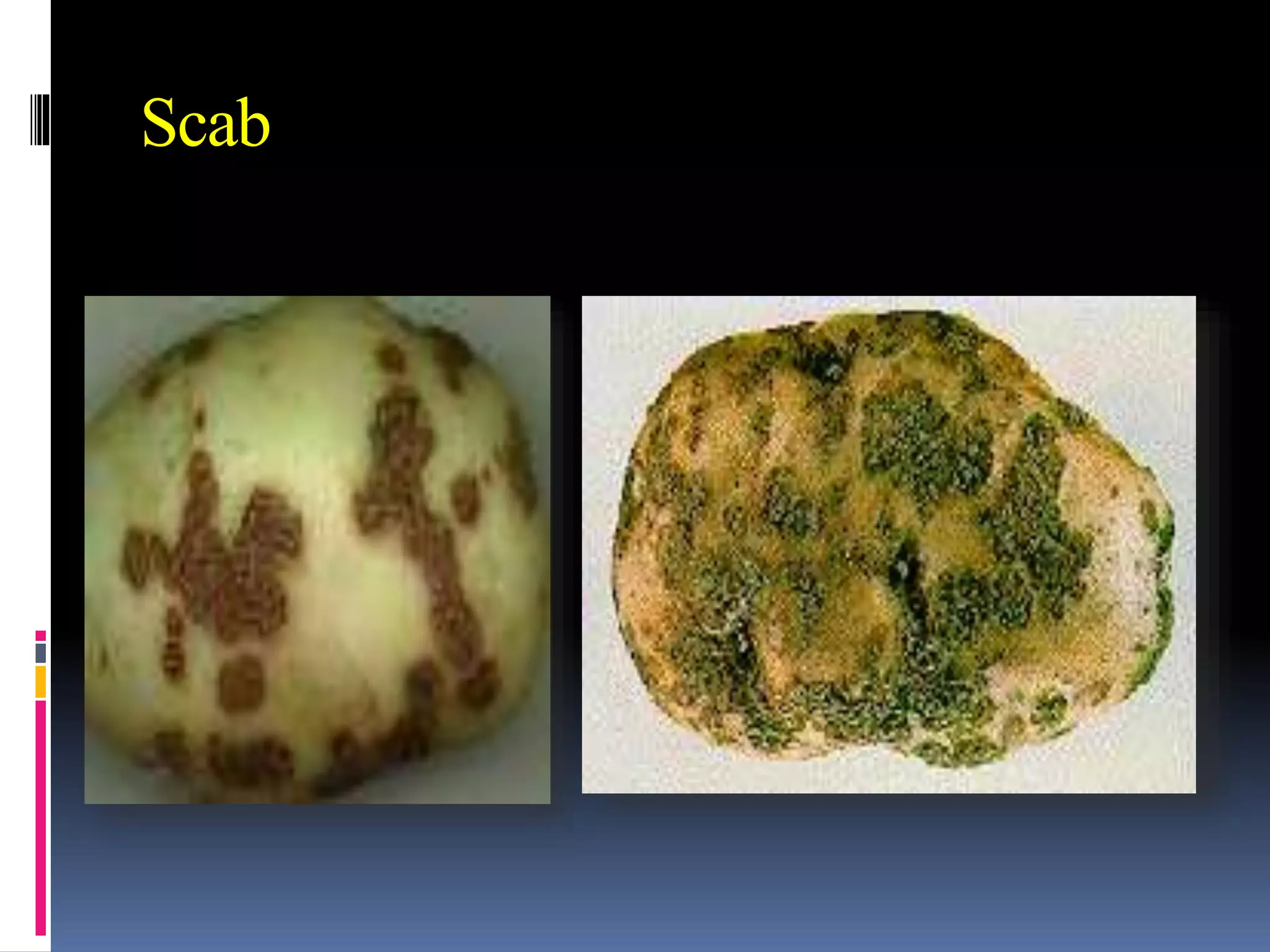 Post harvest diseases of vegetables | PPTX