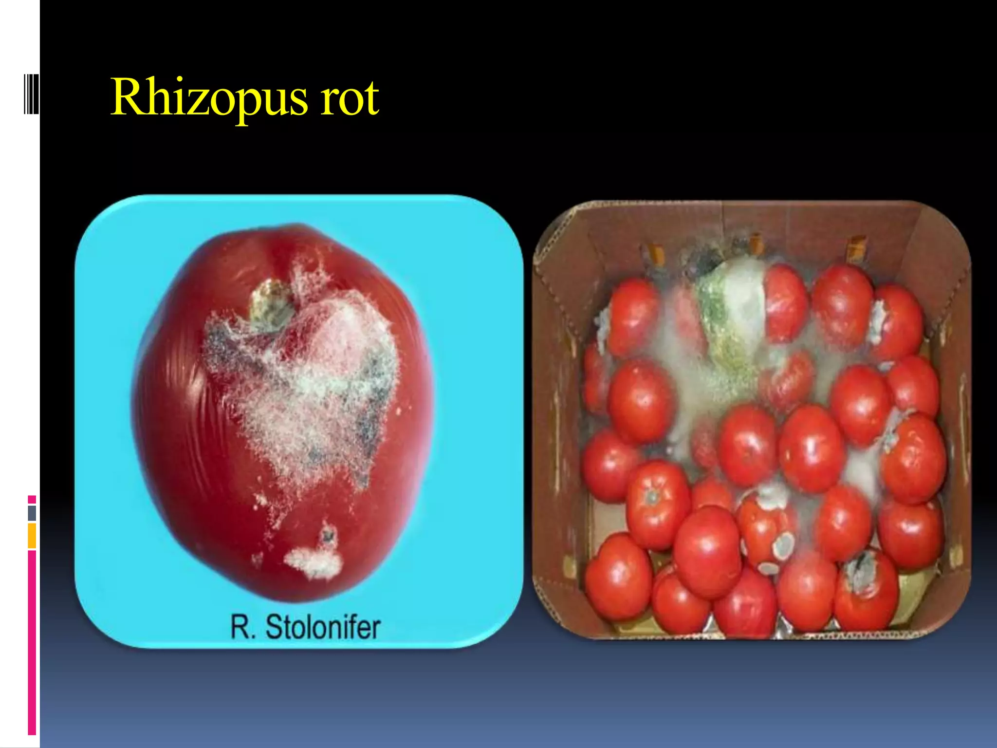 Post harvest diseases of vegetables | PPTX