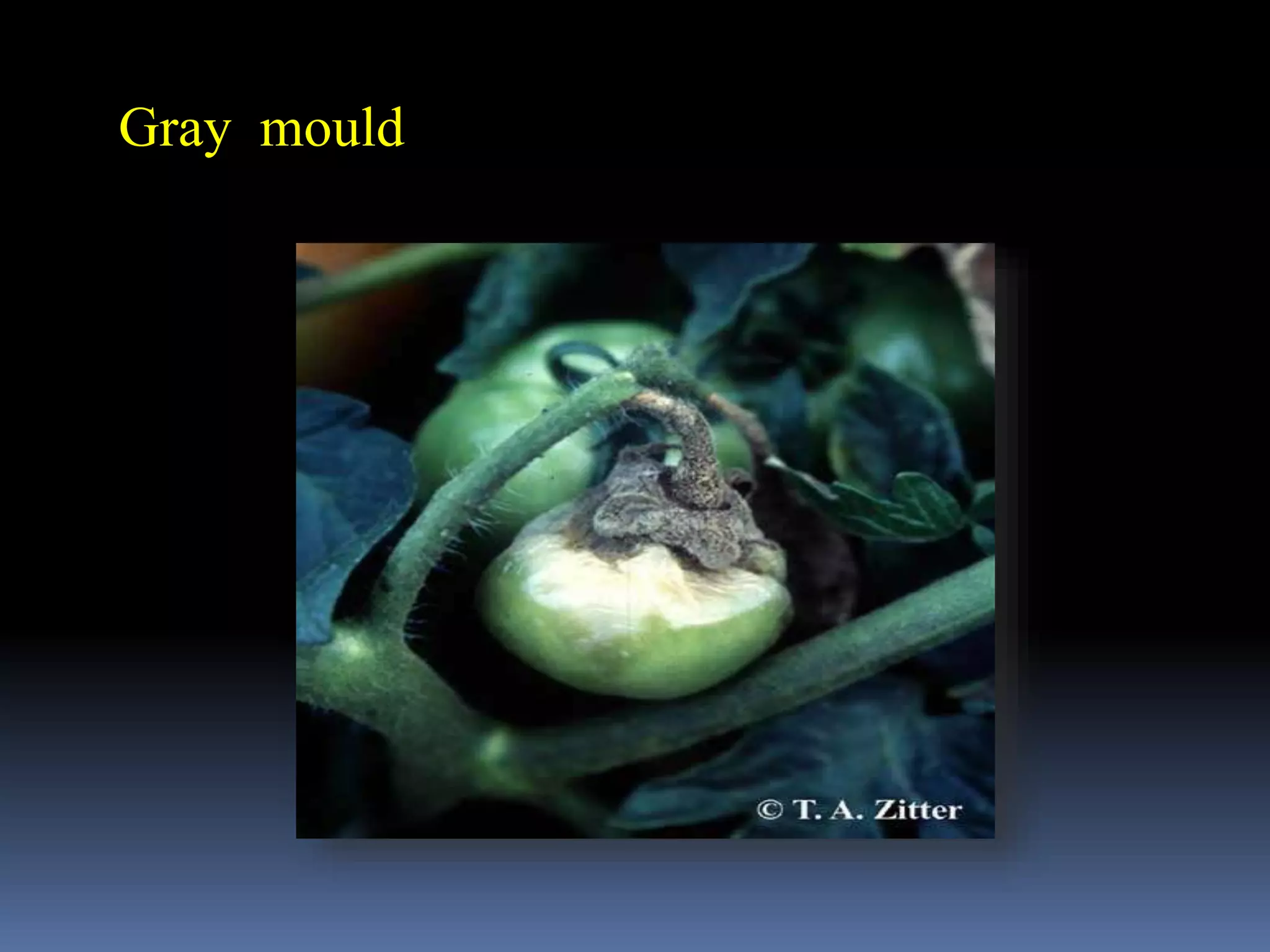 Post harvest diseases of vegetables | PPTX