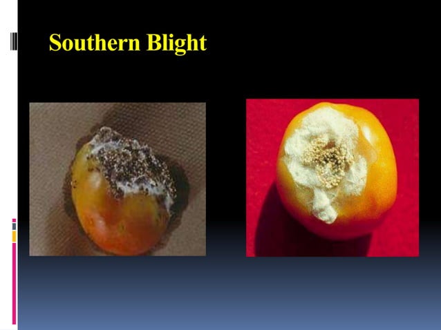 Post harvest diseases of vegetables | PPTX | Skin and Dermatology ...