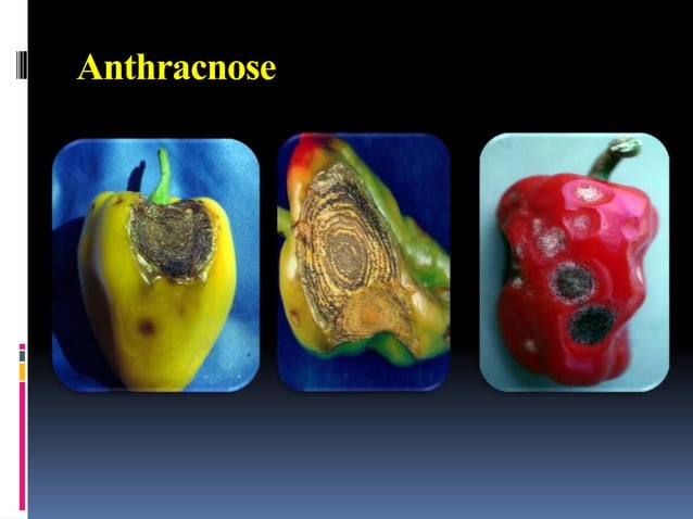 Post harvest diseases of vegetables | PPTX | Skin and Dermatology ...