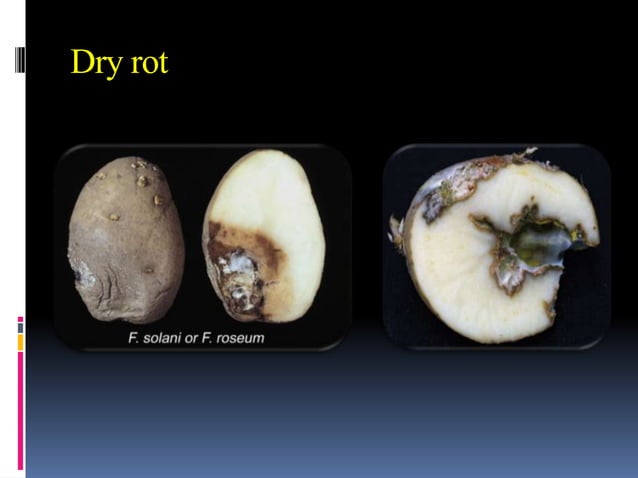 Post harvest diseases of vegetables | PPTX | Skin and Dermatology ...