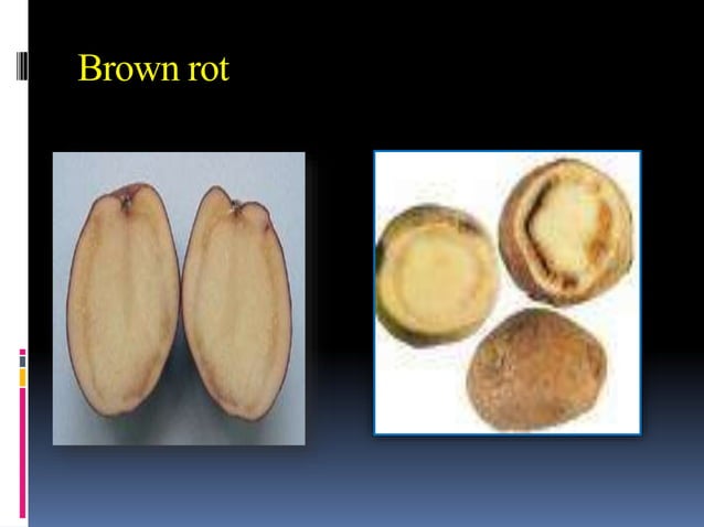 Post harvest diseases of vegetables | PPTX | Skin and Dermatology ...