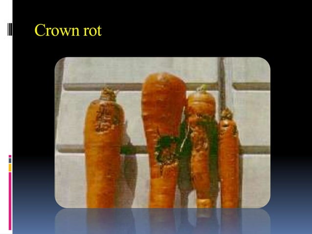 Post harvest diseases of vegetables | PPTX | Skin and Dermatology ...