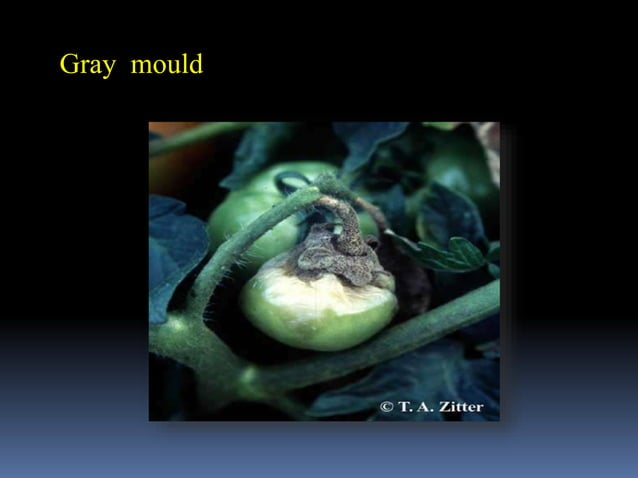 Post harvest diseases of vegetables | PPTX | Skin and Dermatology ...