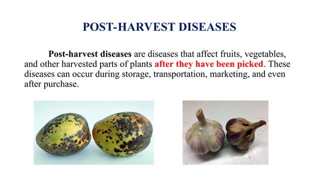 PostHarvest diseases under protected cultivation.ppt