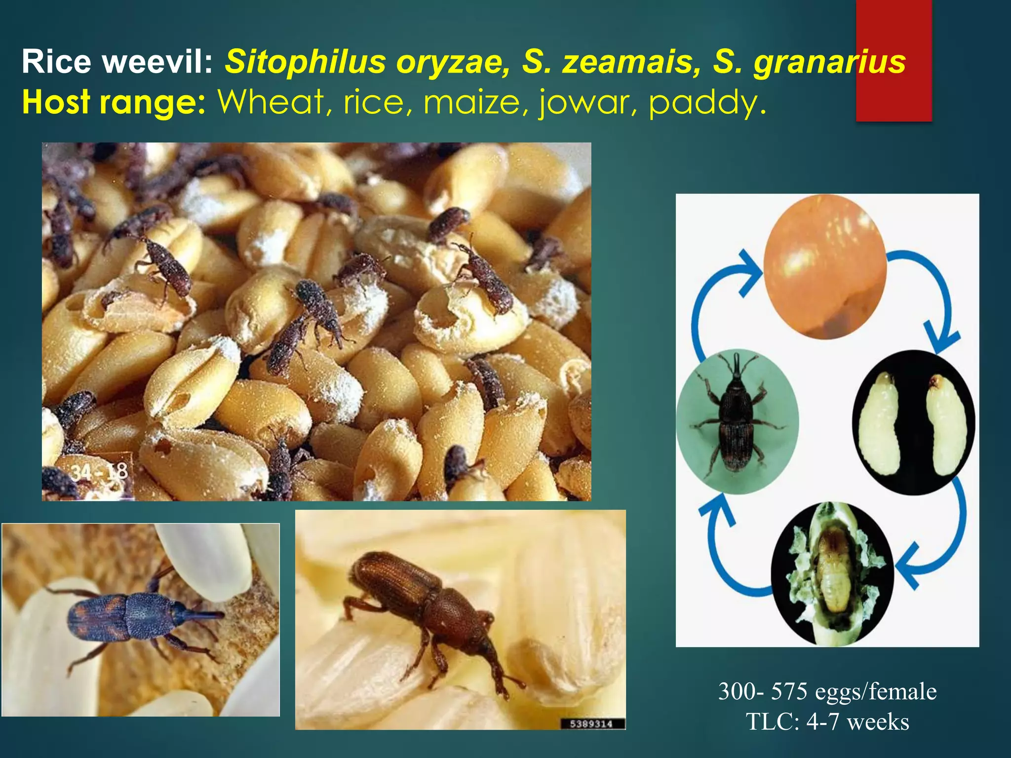 Post harvest Entomology.pdf