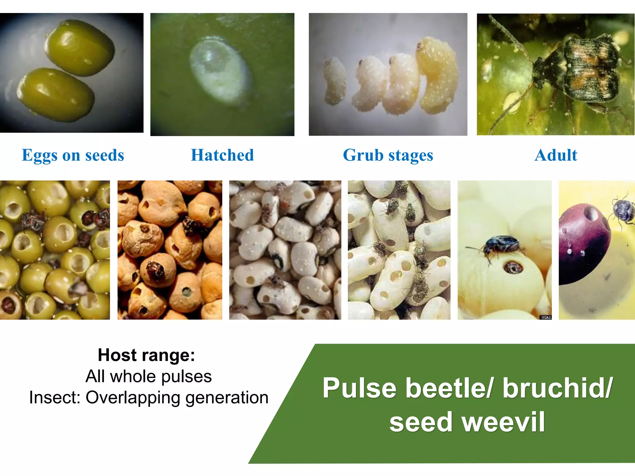 Post harvest Entomology.pdf