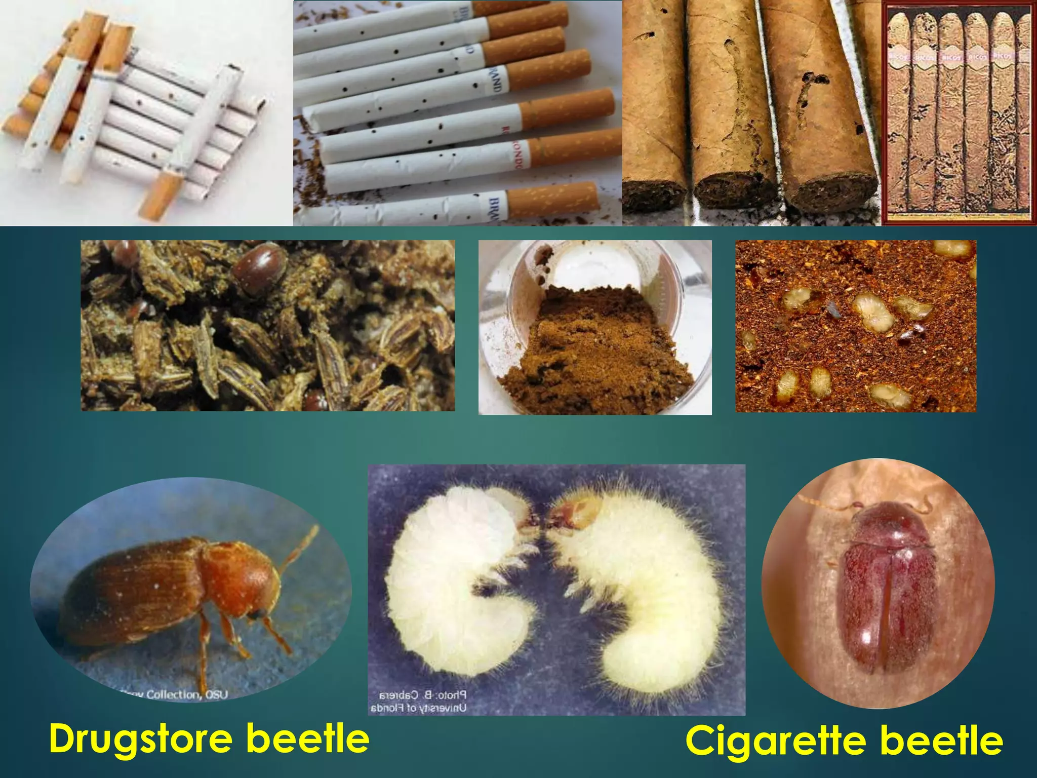 Post harvest Entomology.pdf