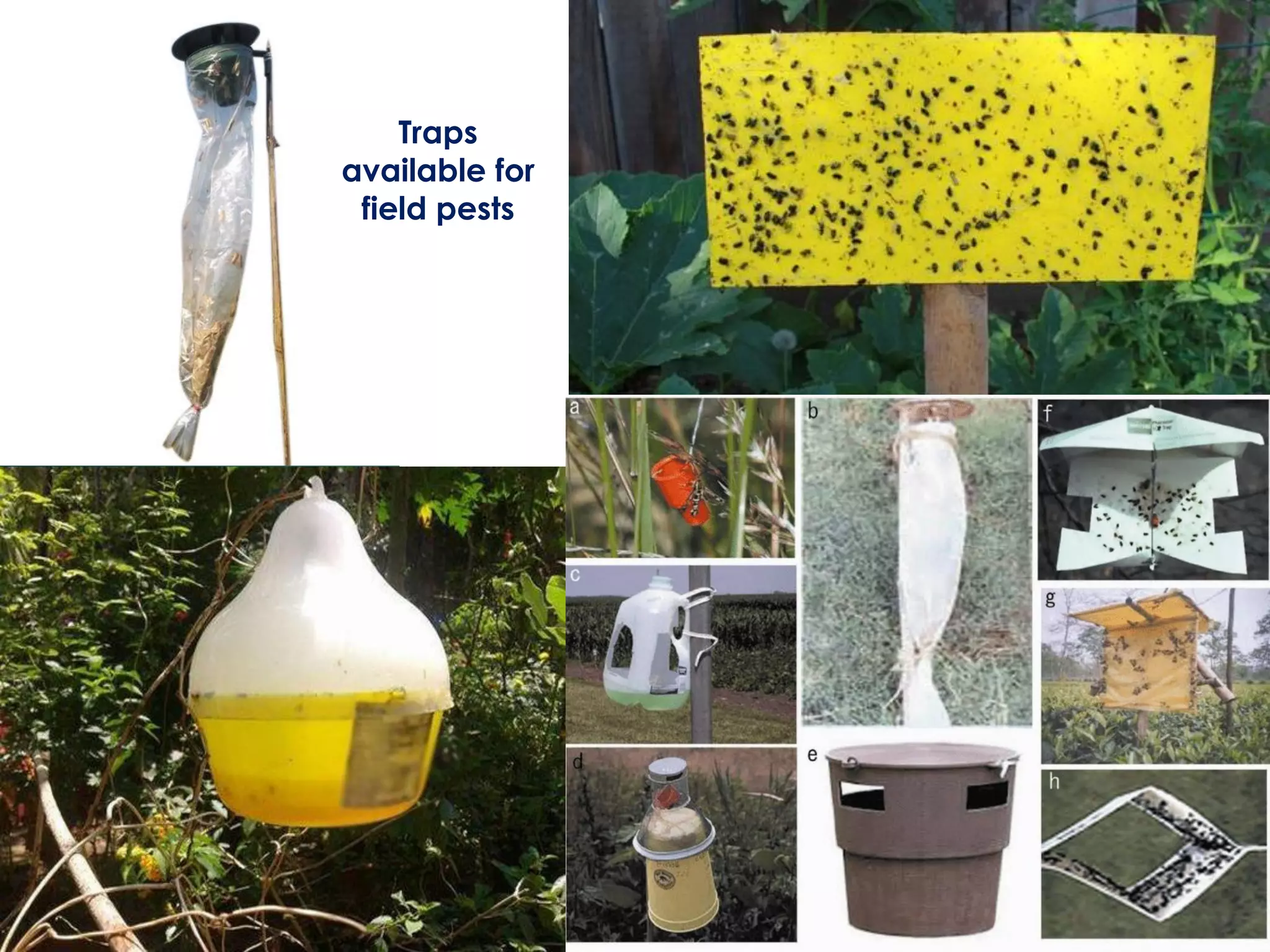 Post harvest Entomology.pdf