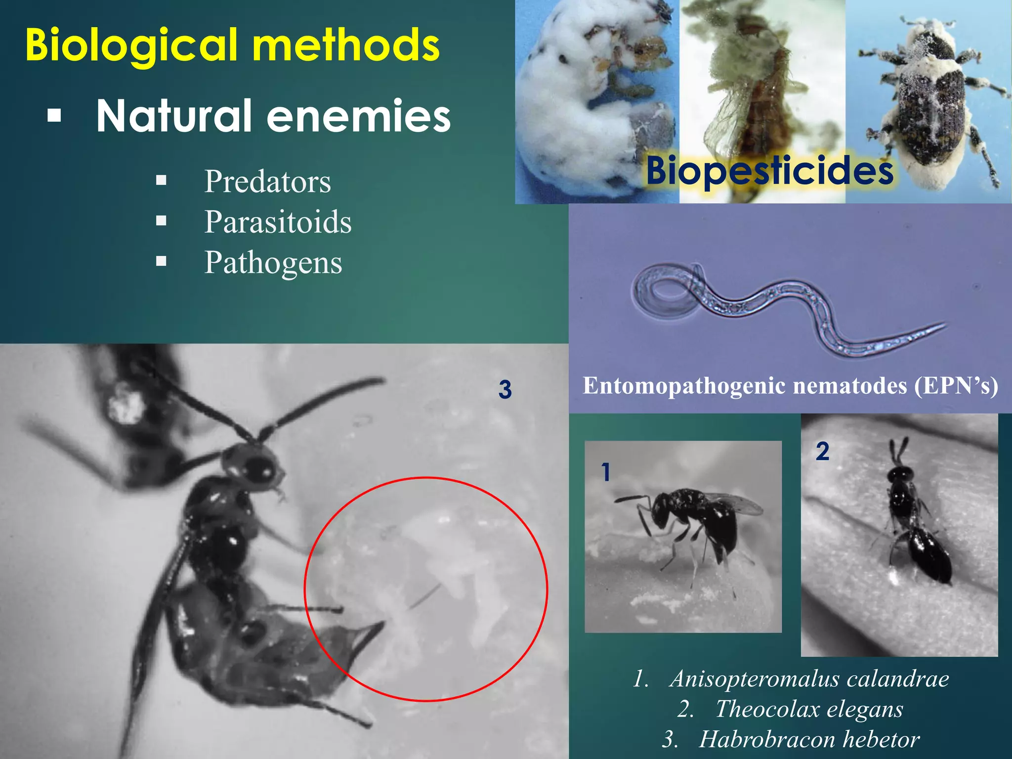 Post harvest Entomology.pdf