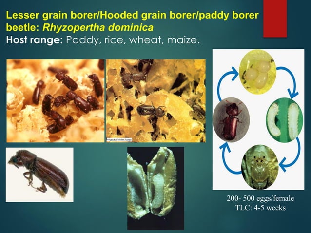 Post harvest Entomology.pdf | Beekeeping | Hobbies & Interests