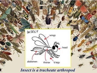 Post harvest Entomology.pdf