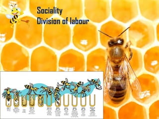 Post harvest Entomology.pdf