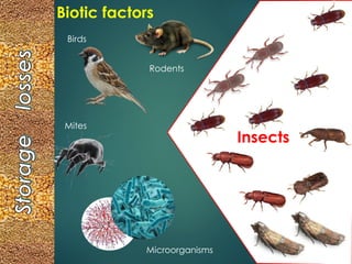 Post harvest Entomology.pdf