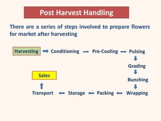 Post Harvest Handling Techniques – VHKTX