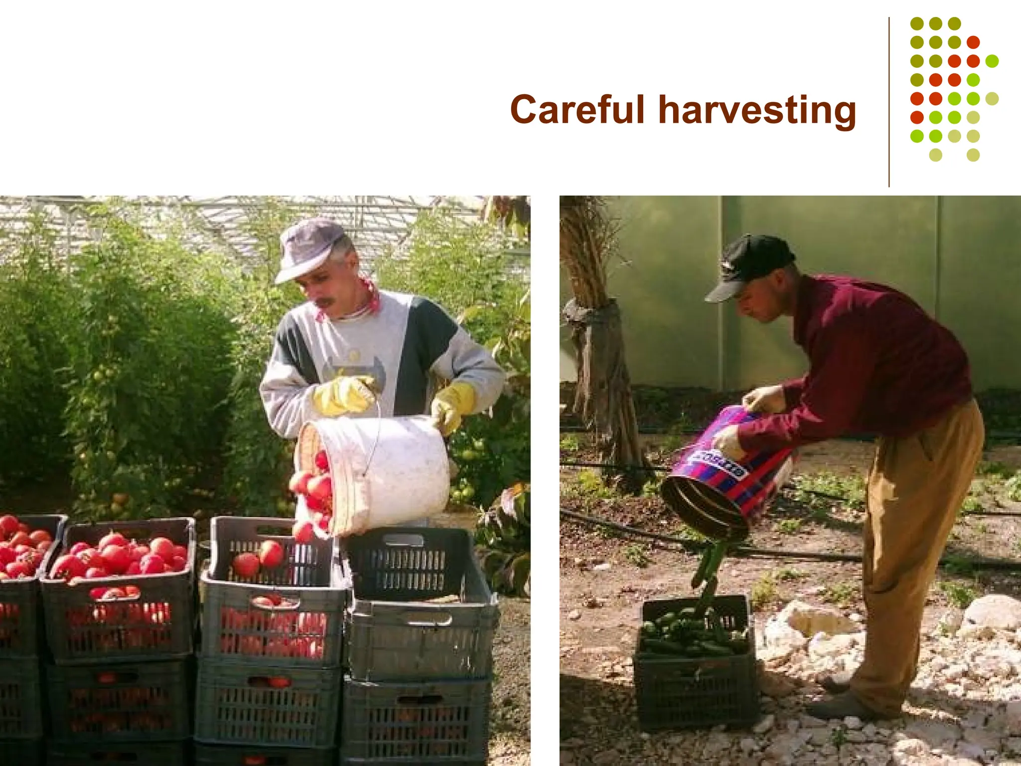 Postharvest Handling Unit Operations.ppt