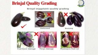 Post Harvest Handling & Cold Chain Management Of Fresh Commodities.pptx