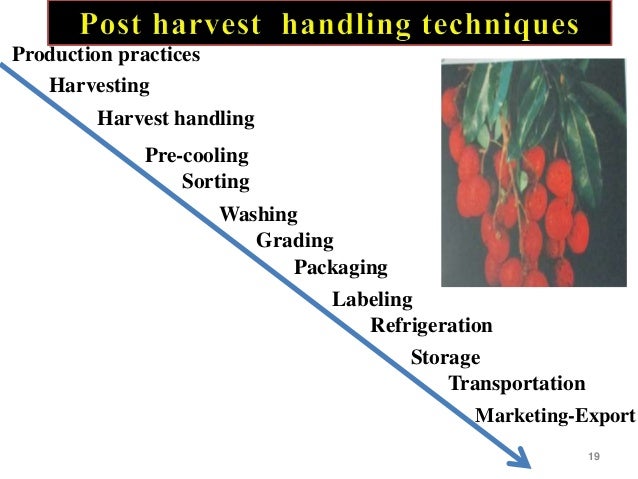 Post harvest handling/ management of litchi