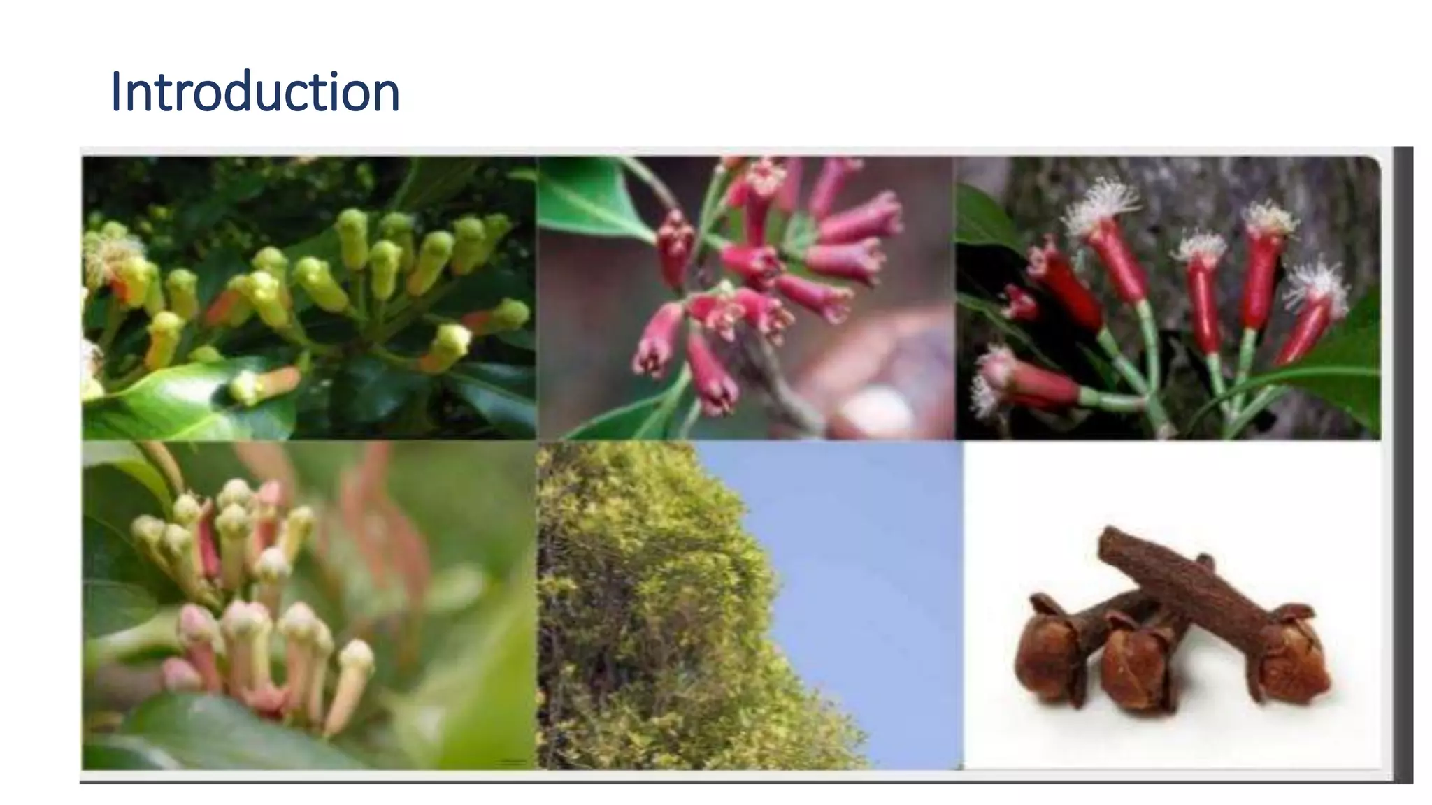 Post harvest handling of clove | PPT