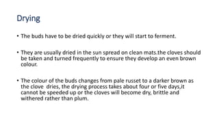 Post harvest handling of clove | PPT