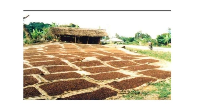 Post harvest handling of clove | PPT