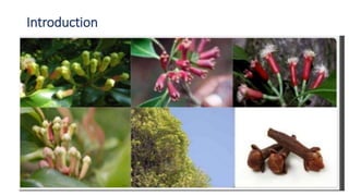 Post harvest handling of clove | PPT