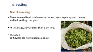 Post harvest handling of clove | PPT