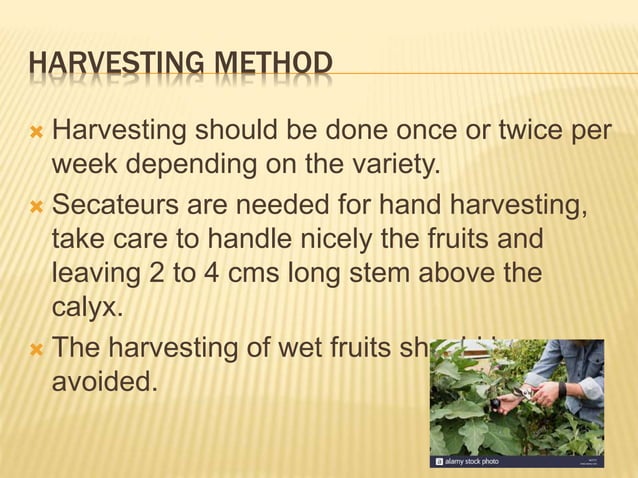 Post harvest handling of vegetables | PPTX