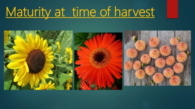 Post harvesting handling of flowers | PPTX