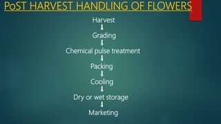Post harvesting handling of flowers | PPTX