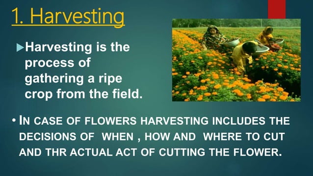 Post harvesting handling of flowers | PPTX