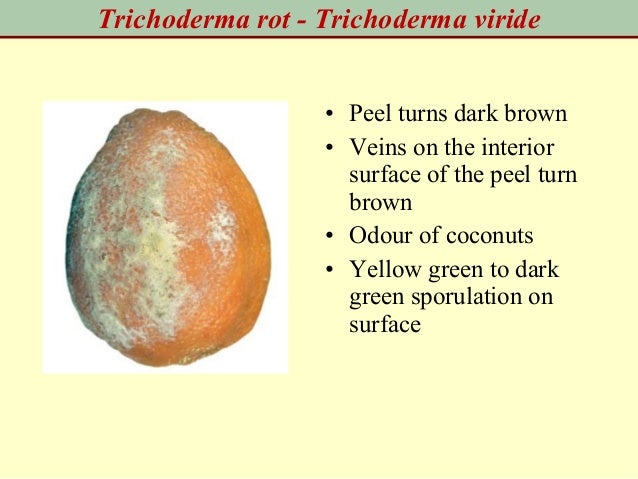 Post harvest lecture citrus-1