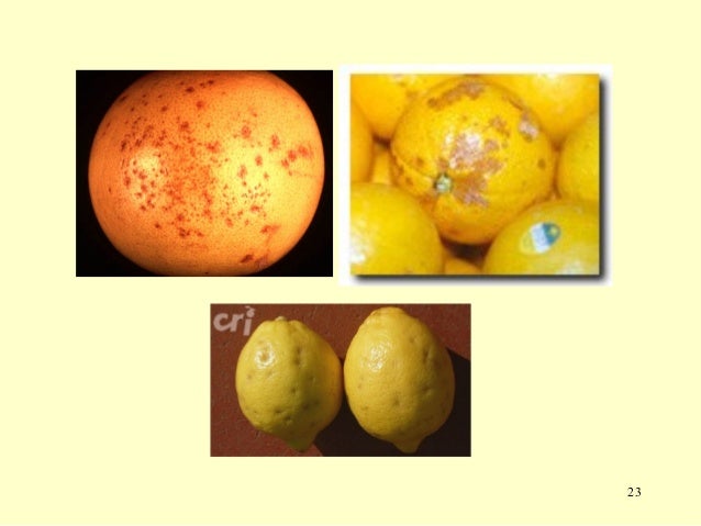 Post harvest lecture citrus-1