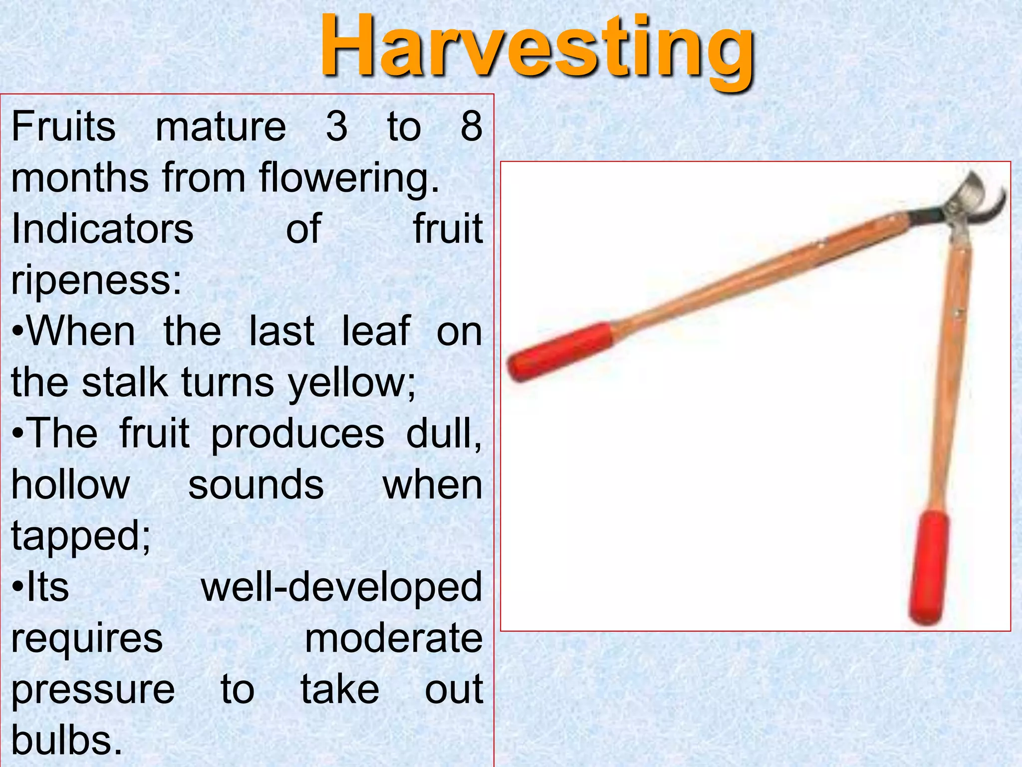 Post harvest management and value addition of jack fruit | PPT