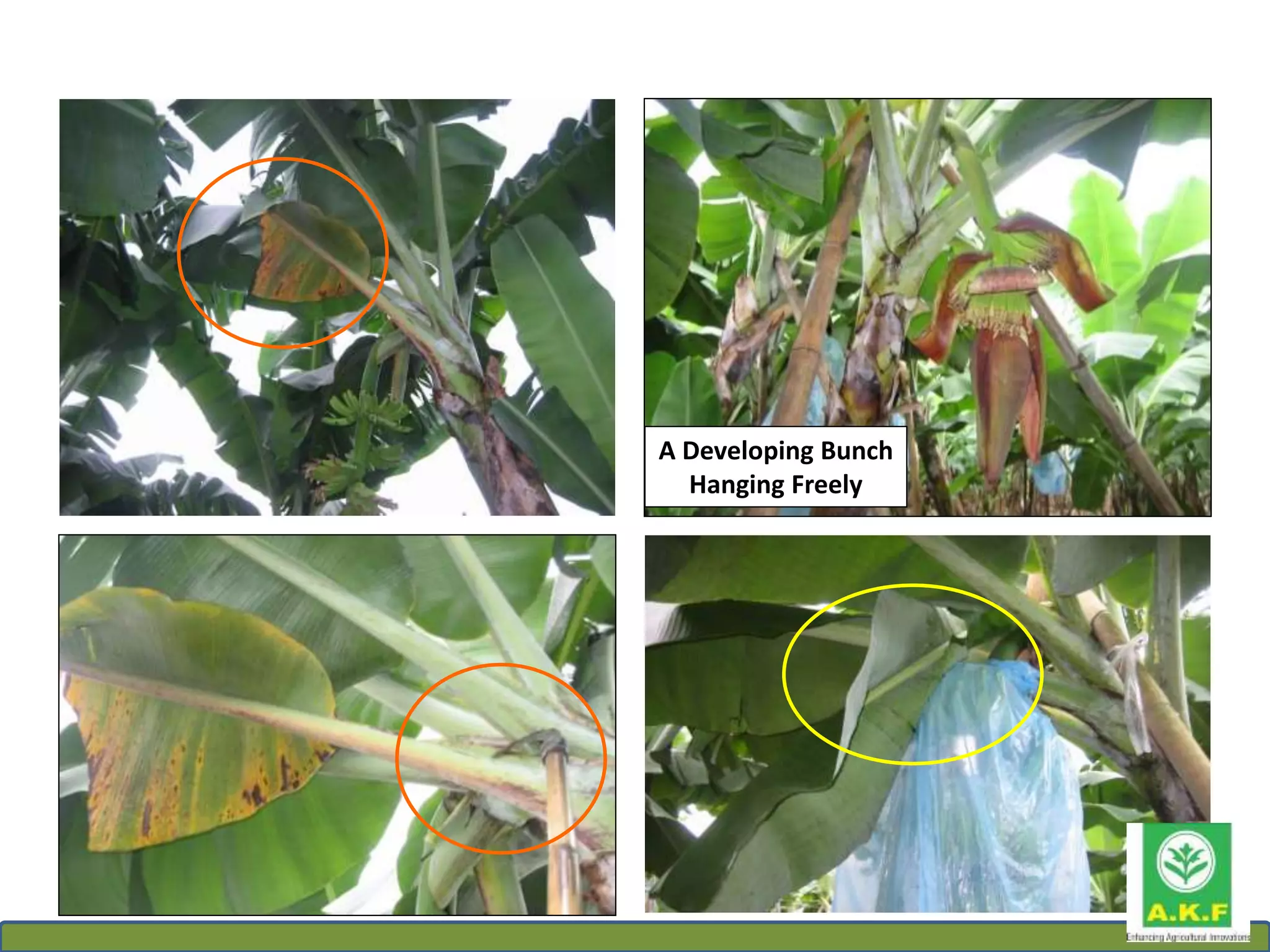 Post harvest management in banana | PPTX